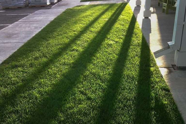 Colorado Blue™ Sod Bluegrass - Green Valley Turf, Residential