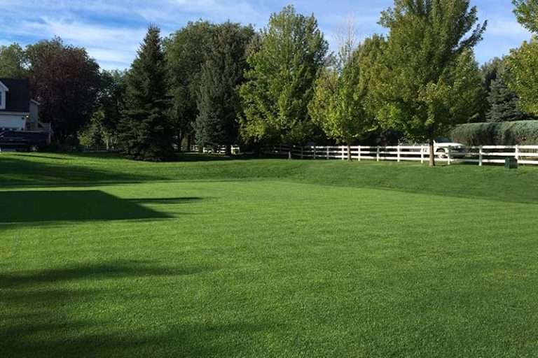 Colorado Blue™ Sod Bluegrass - Green Valley Turf, Residential