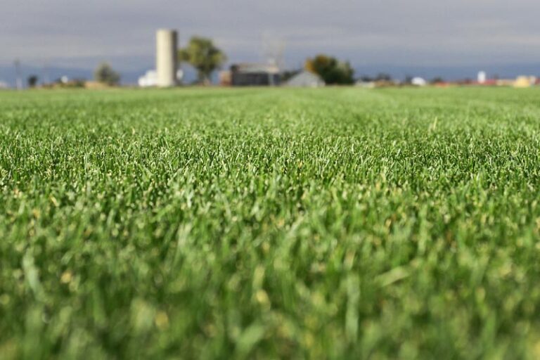 Colorado Blue™ Sod Bluegrass - Green Valley Turf, Residential