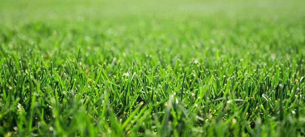 Colorado Blue™ Kentucky Bluegrass Sod - Green Valley Turf, Residential