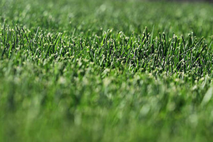 Colorado Blue™ Sod Bluegrass - Green Valley Turf, Residential