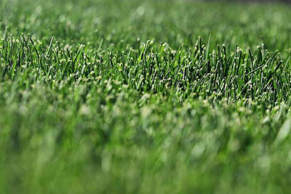 Colorado Blue™ Sod Bluegrass - Green Valley Turf, Residential