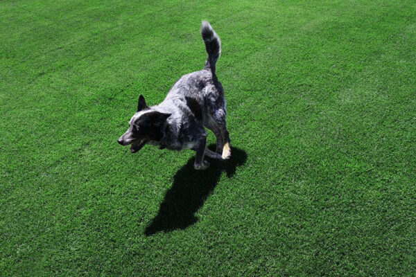 Colorado Blue™ Sod Bluegrass - Green Valley Turf, Residential