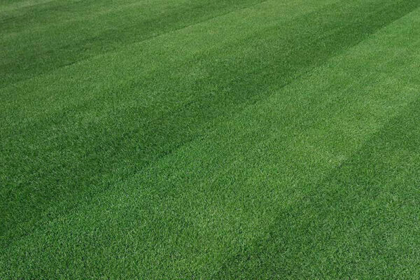 Colorado Blue™ Sod Bluegrass - Green Valley Turf, Residential