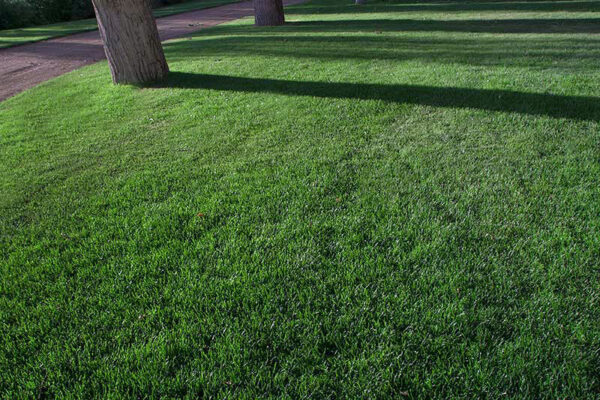 Colorado Blue™ Sod Bluegrass - Green Valley Turf, Residential