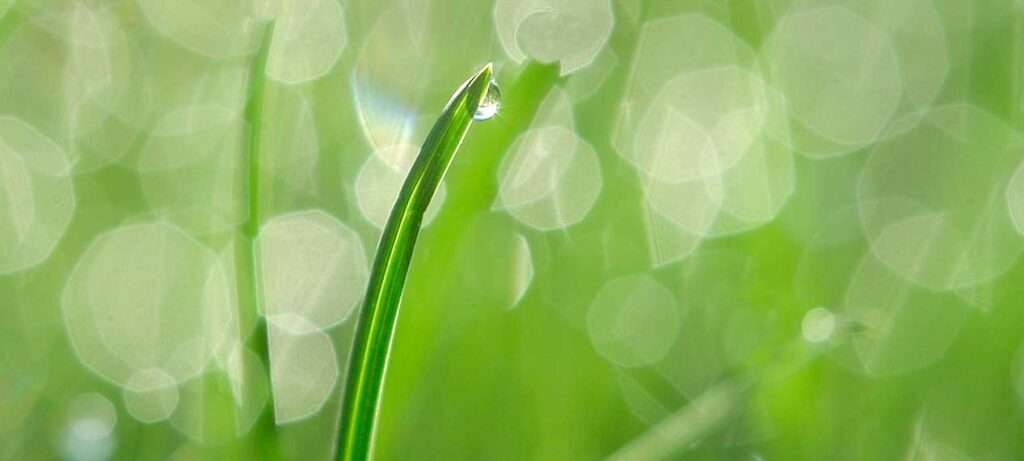 Different Grasses for Colorado Lawns - Green Valley Turf, Residential