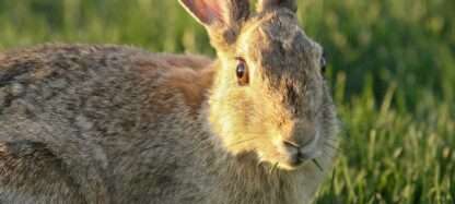 Rabbit Damage in Your Lawn - Green Valley Turf, Residential