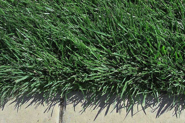 RTF® Water Saver® Sod Tall Fescue - Green Valley Turf, Residential
