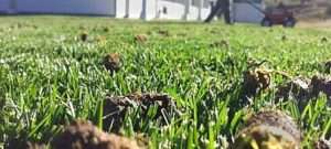 Green Valley Turf, Residential | Growers of Premium Quality Sods ...