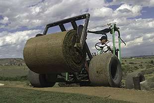 Big Roll Installation - Green Valley Turf, Residential