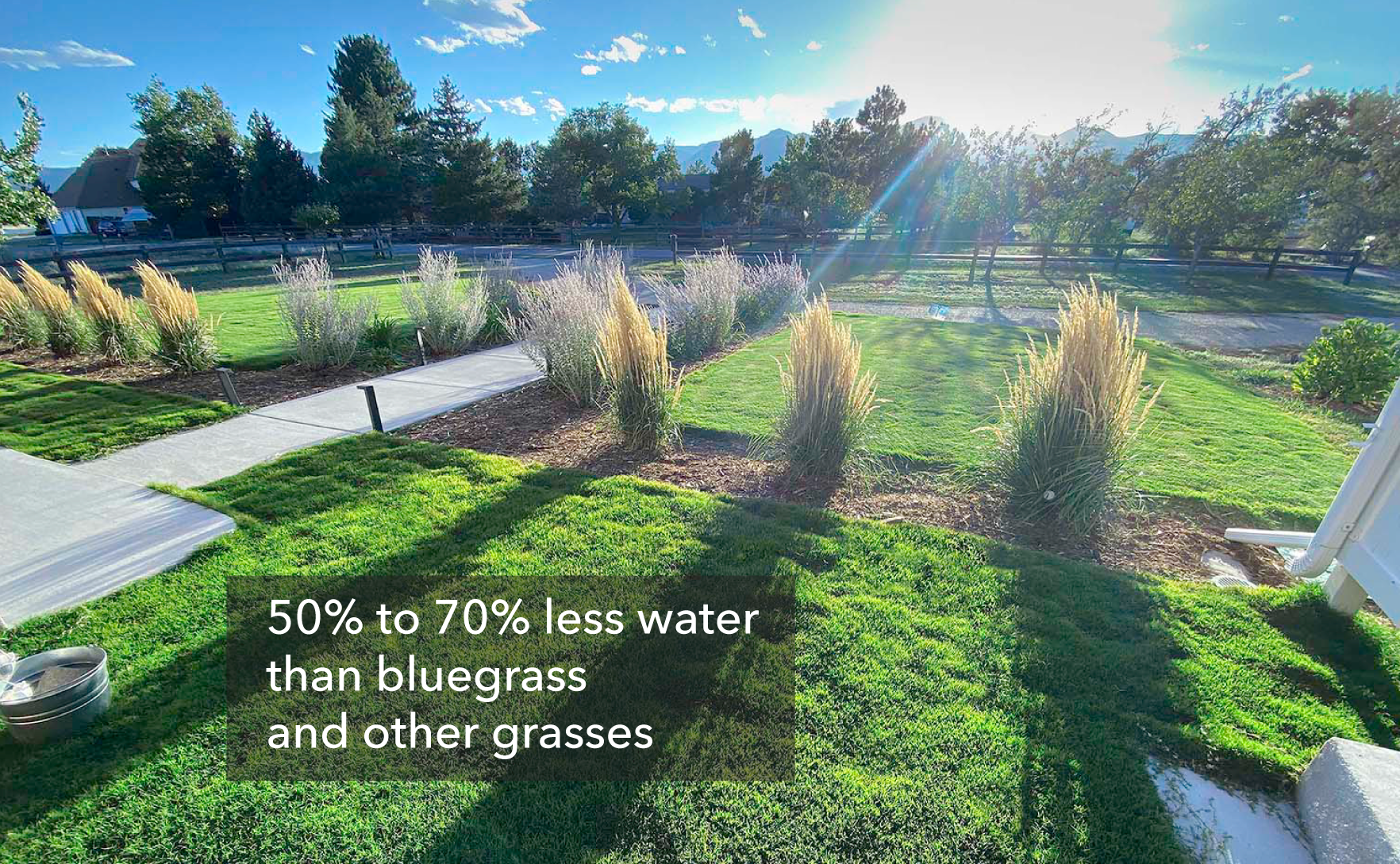 Tahoma 31™ Sod Bermudagrass - Green Valley Turf, Residential